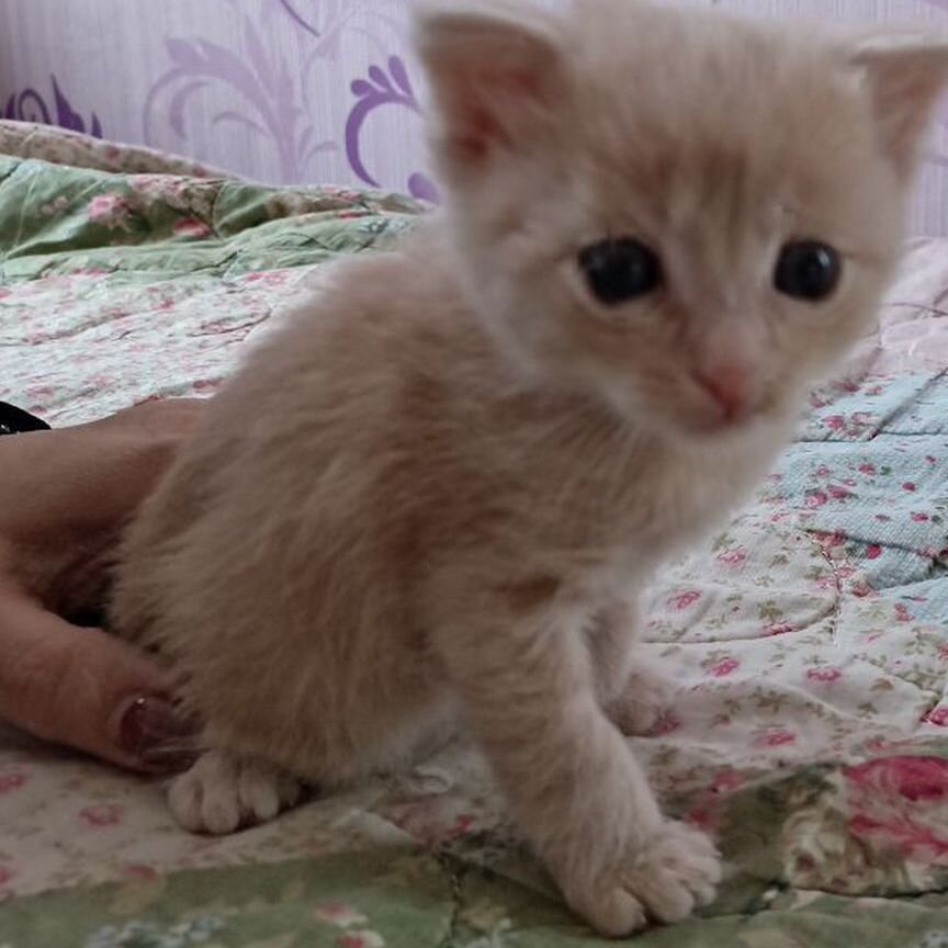 Шотландский вислоухий короткошёрстный котёнок