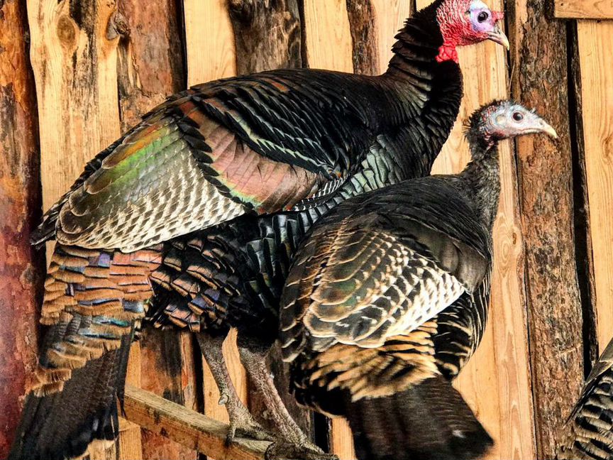 Дикая американская Индейка