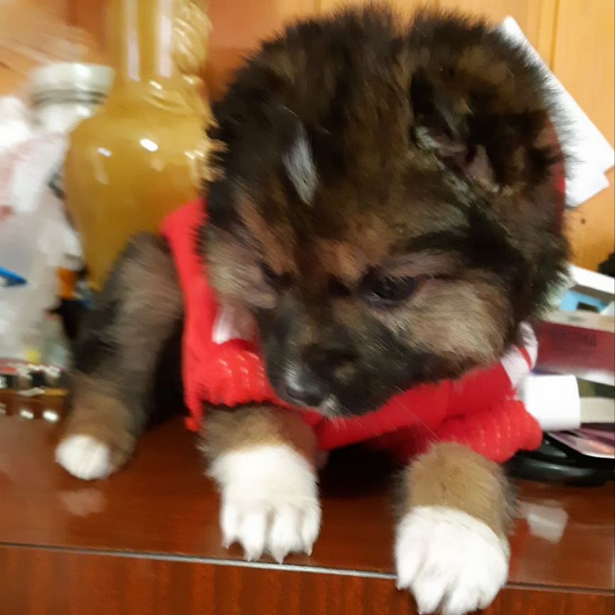 Щенок в добрые руки