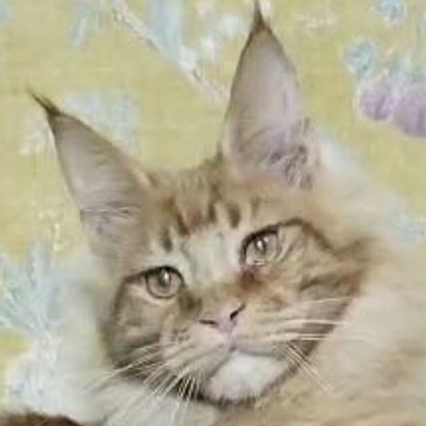 Мейн-кун котёнок