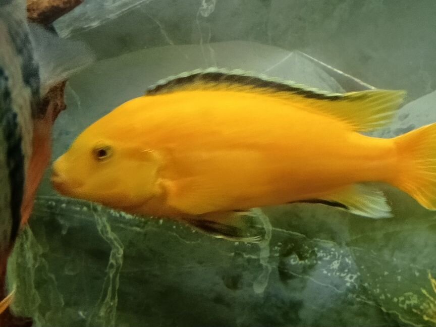 Продается Цихлид 15 см