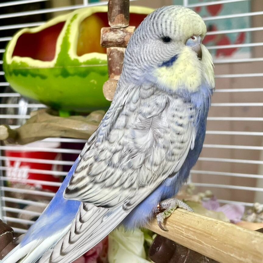 Выставочный волнистый попугай Ввп Чех