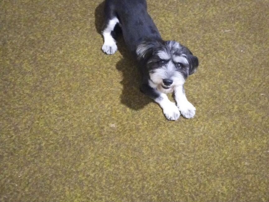 Собака в добрые руки