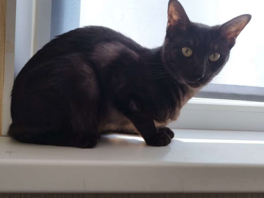 Кошка в дар