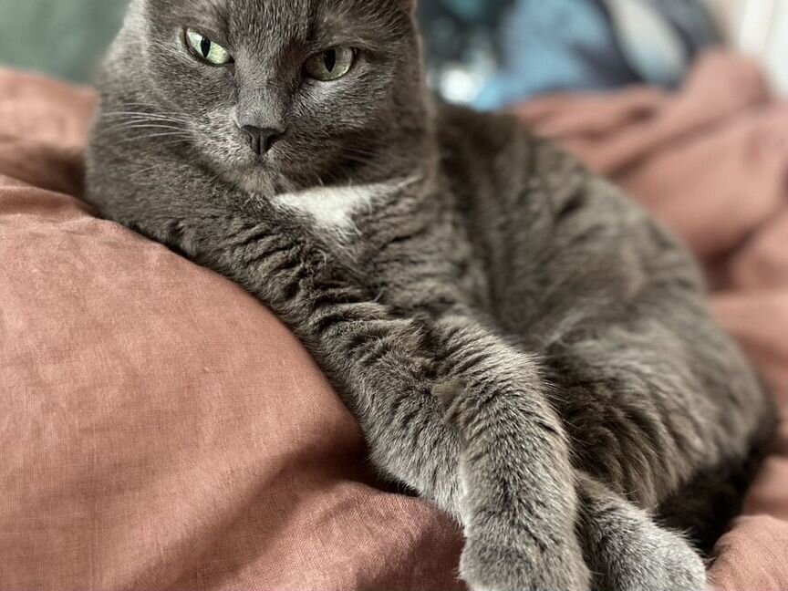 Кошка