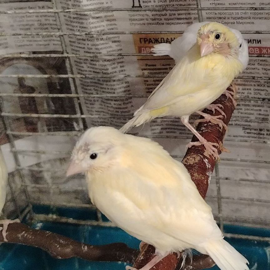 Кенара и канарейки