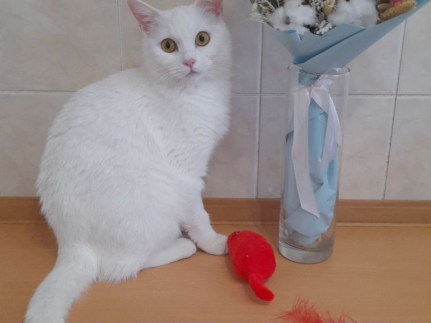 Мила