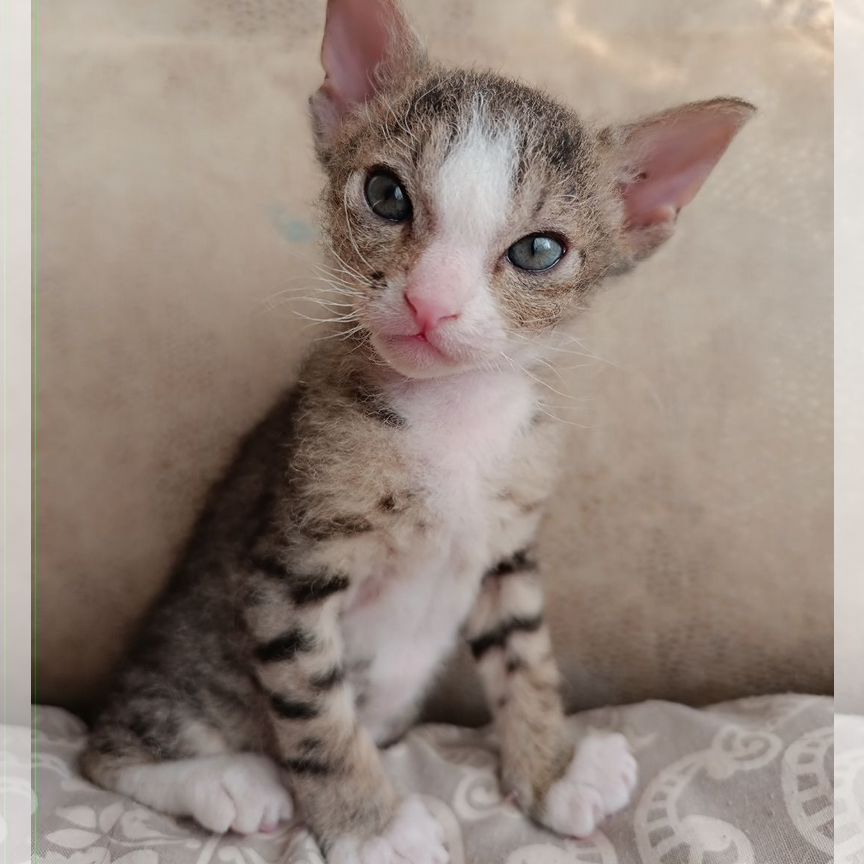 Котята сфинкс+ ориентал