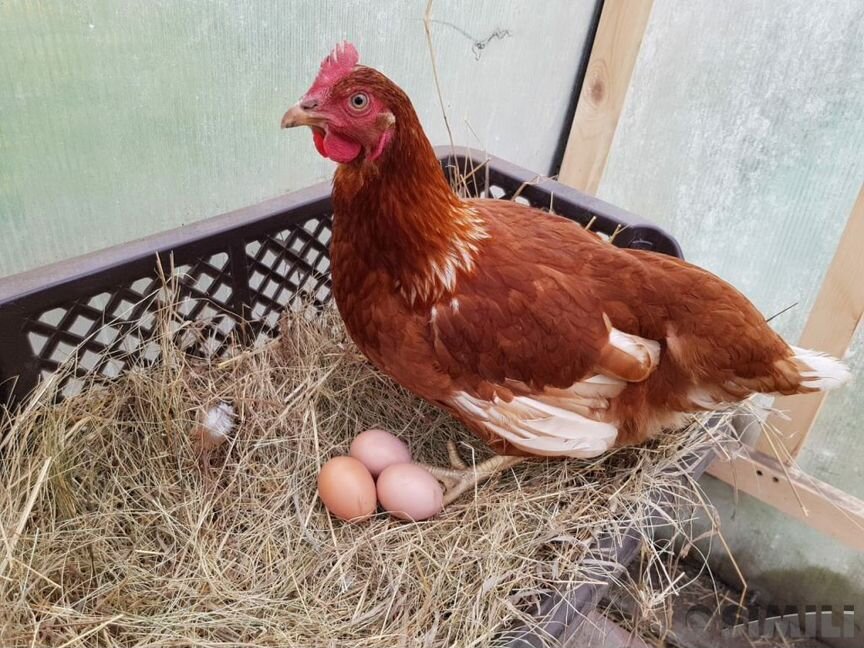 Несушки на яйце