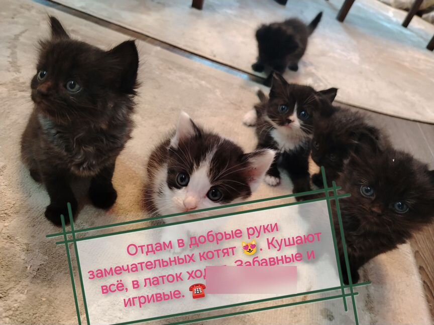 Отдам в добрые руки замечательных котят