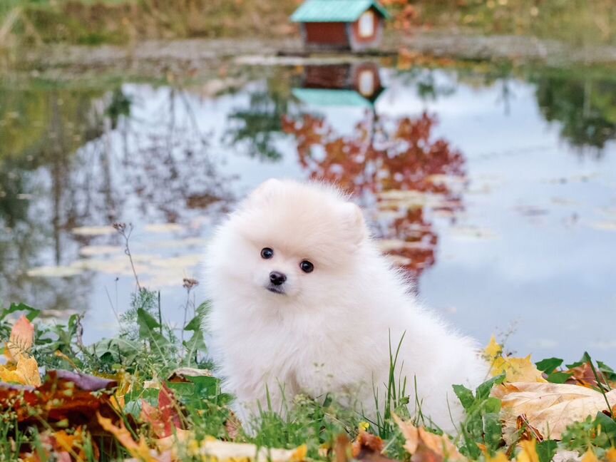 Померанский шпиц кремушка