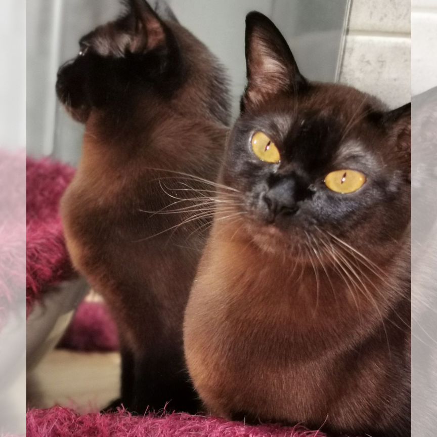 Котёнок от частного владельца