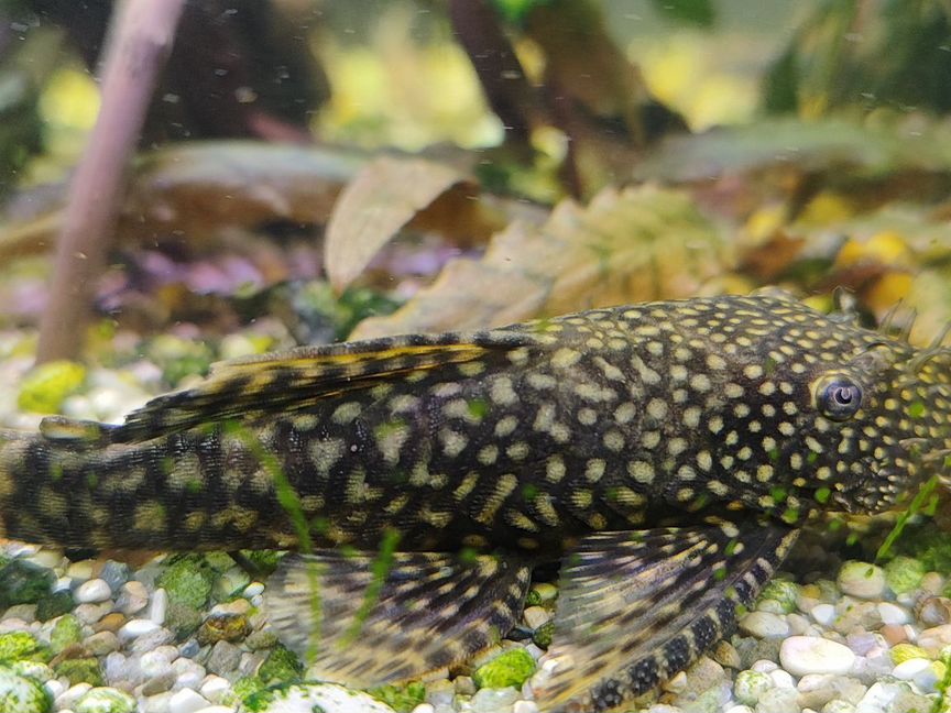 Анциструс, Сиамский водорослеед SAE