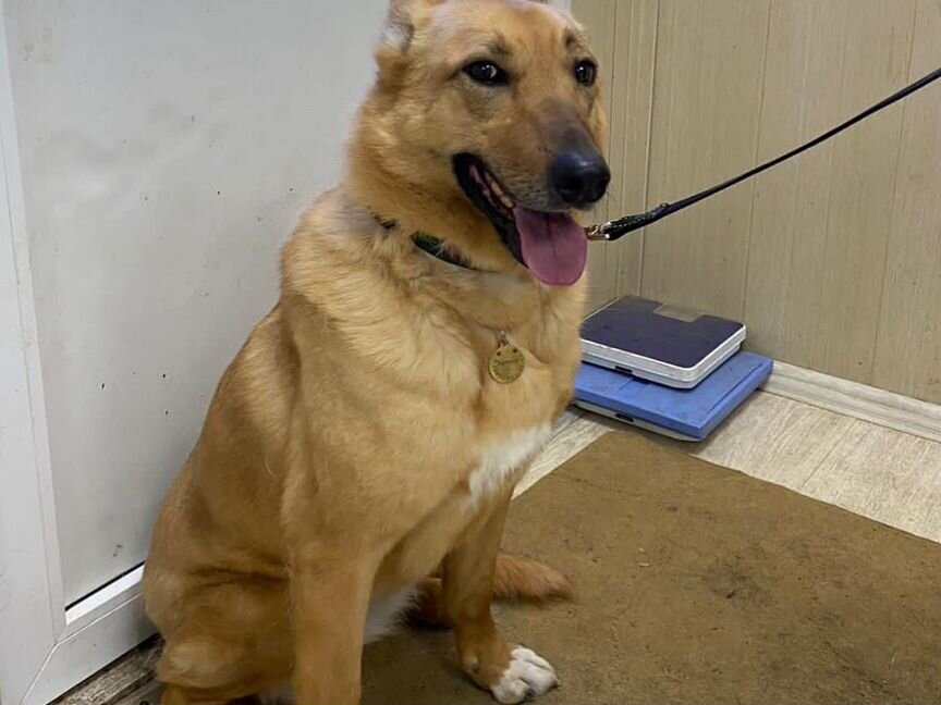 Ариша собачка инвалид из приюта