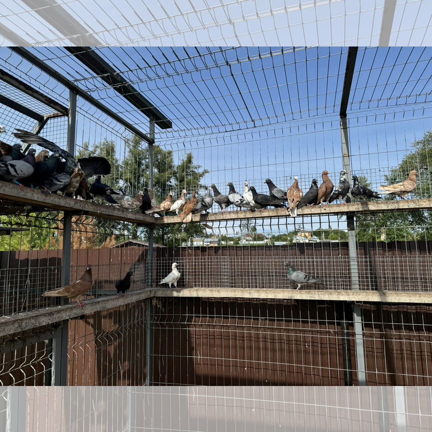 Голубь типлеры