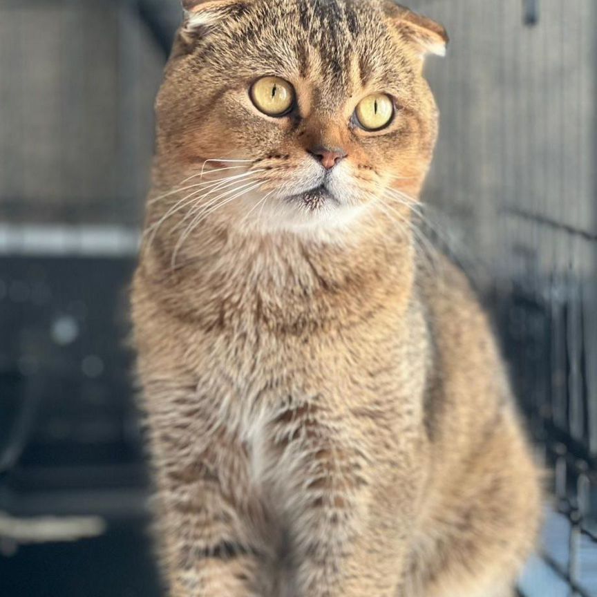 Кот шиншилла метис в дар