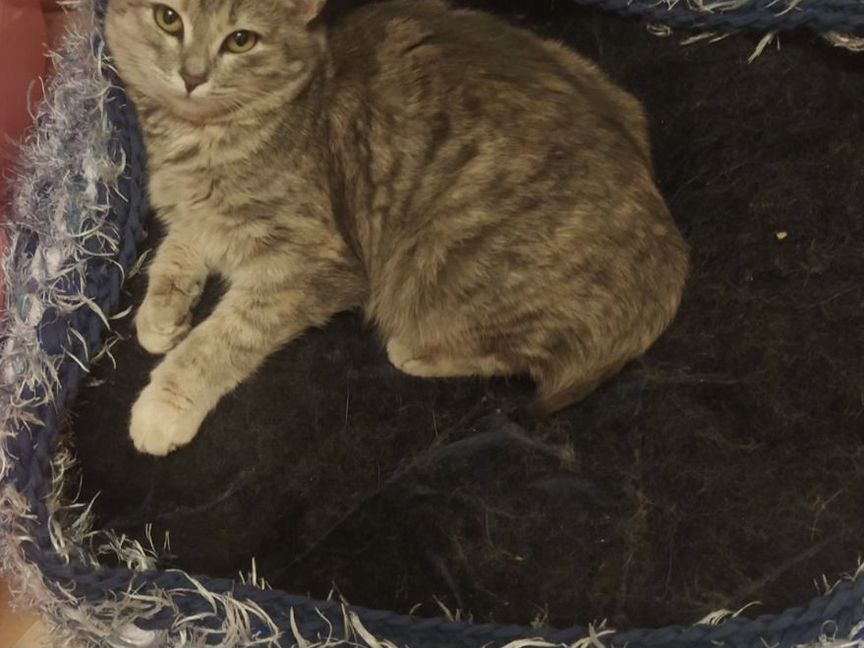 Котенок с коротким хвостиком ищет семью