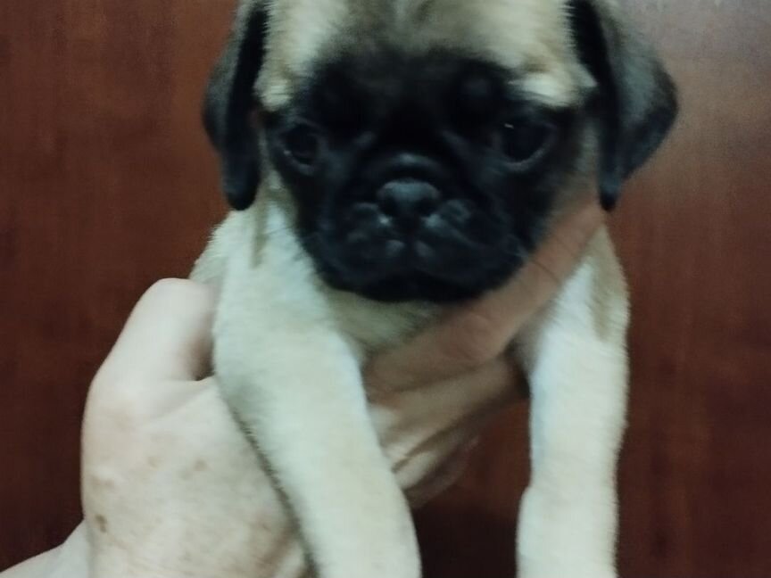 Щенки мопса