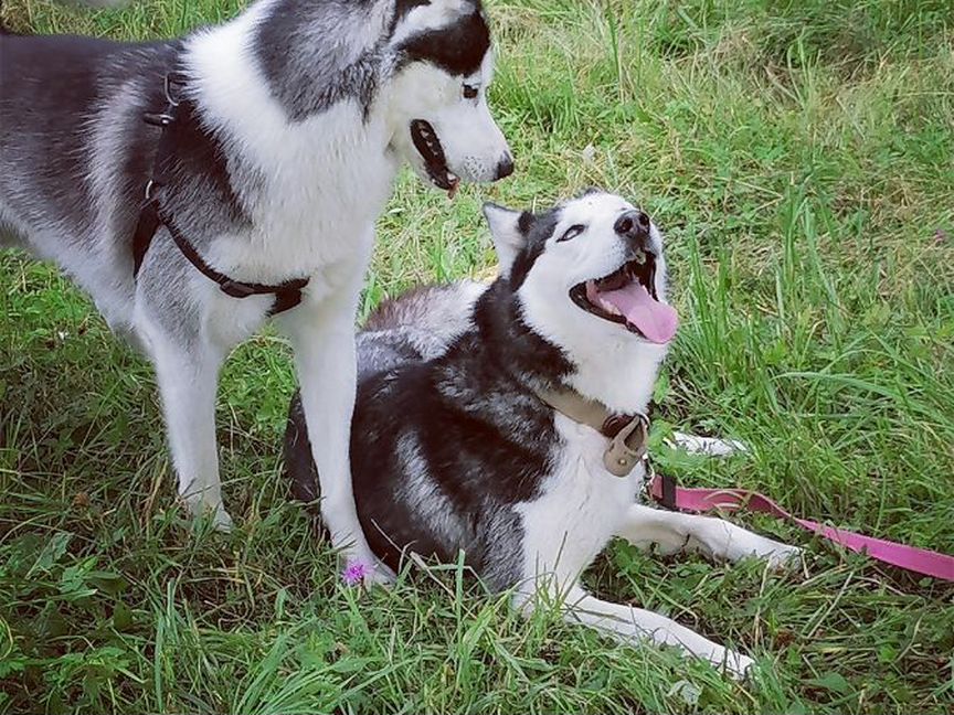 Сибирский хаски