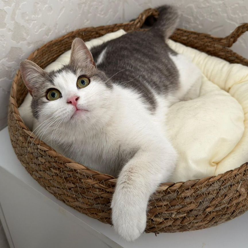 Шотландский прямоухий короткошёрстный котёнок