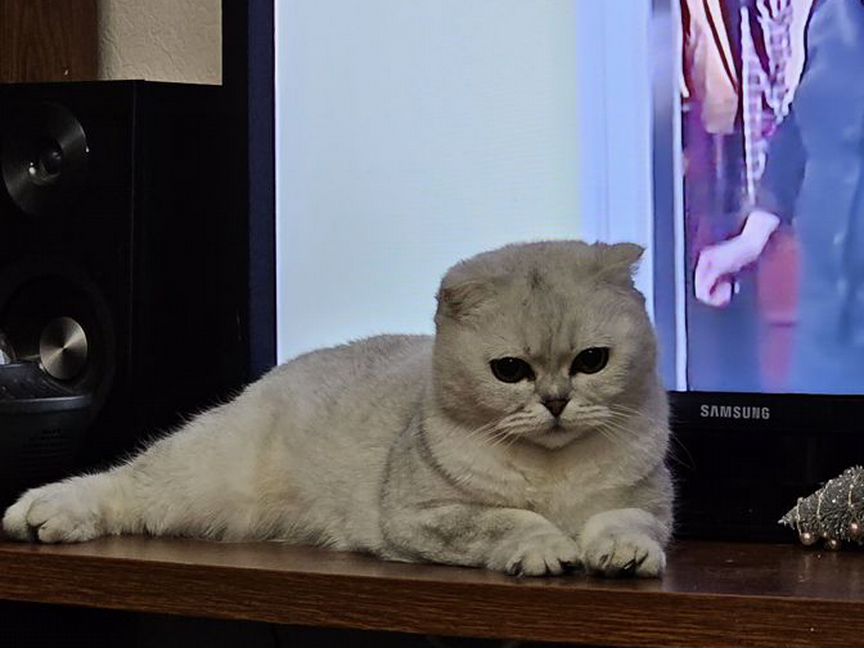 Шотландская вислоухая