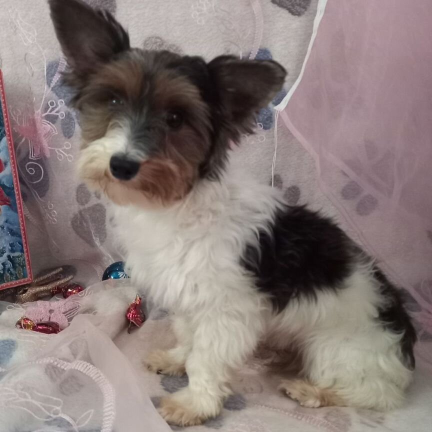 Бивер-йоркширский терьер, взрослый пёс