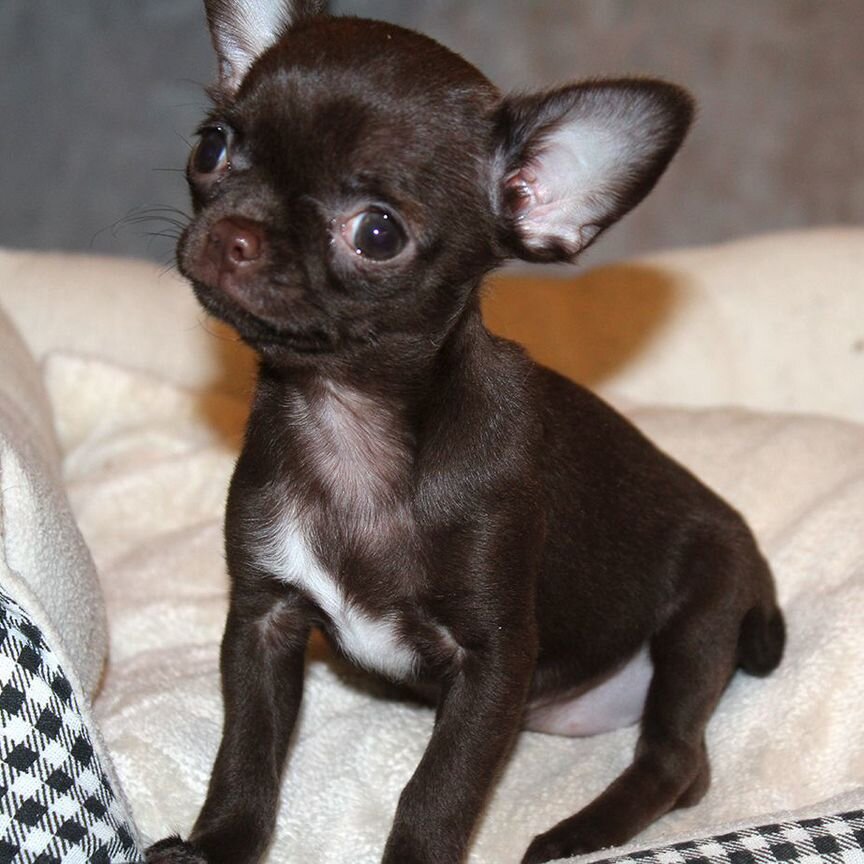 Девочка чихуахуа шоколад