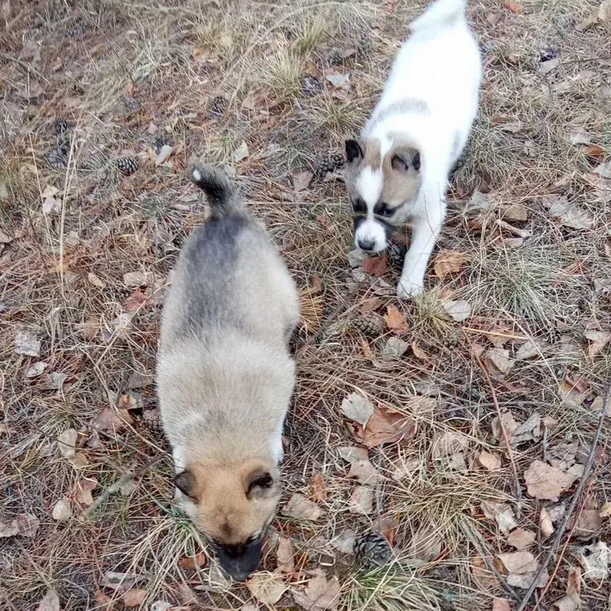 Западносибирская лайка, щенок