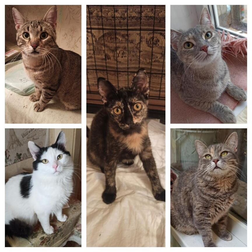 Котикам и кошечкам очень нужен дом