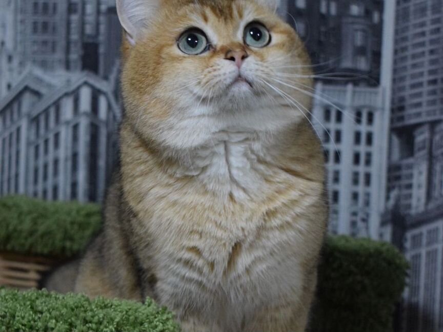 Шотландский парень Скоттиш Страйт SFS71 ny11