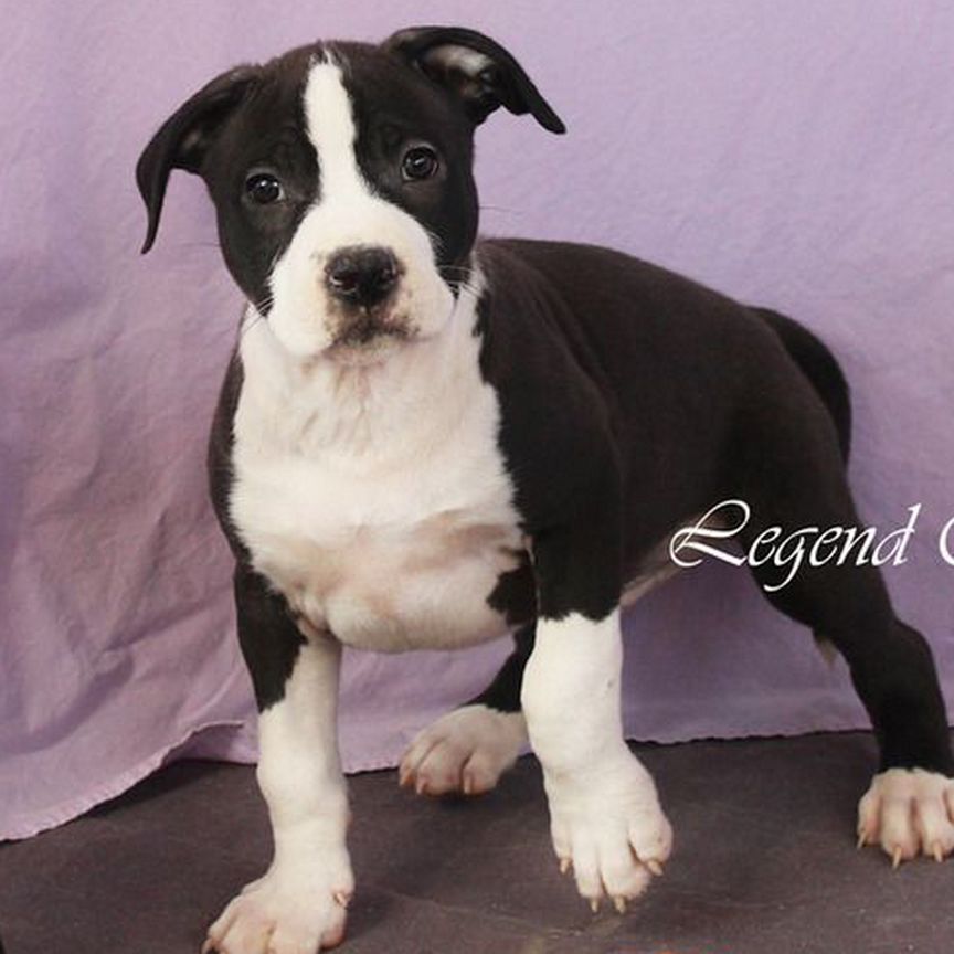 Американский стаффордширский терьер, щенок