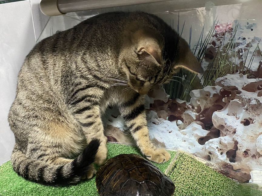 Котики вДобрые руки