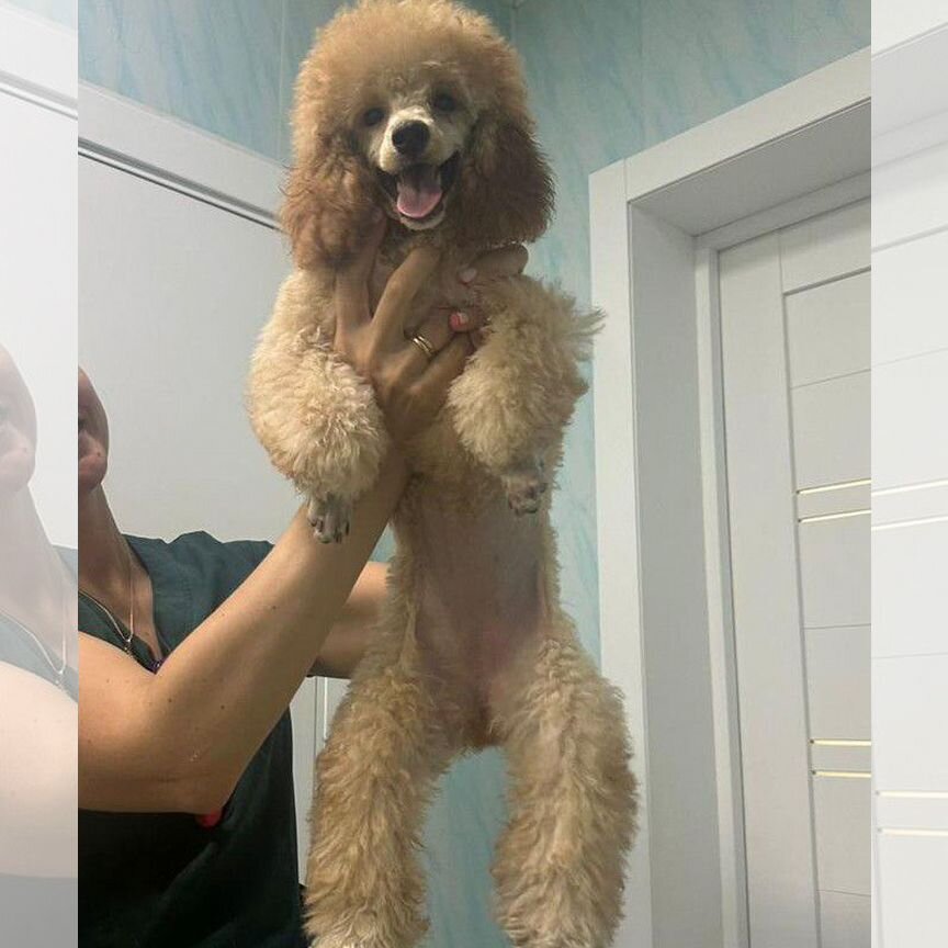 Той-пудель, щенок