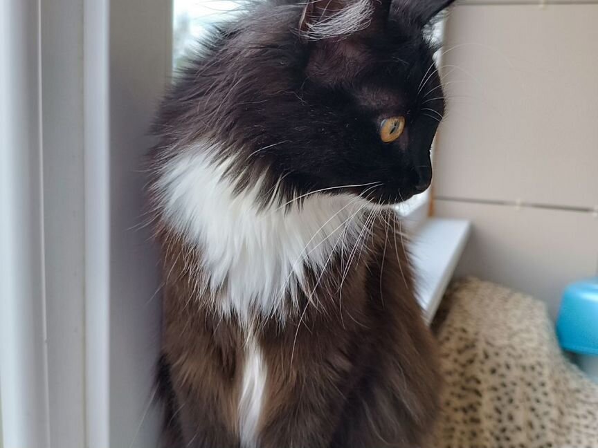 Кошечка в частный дом