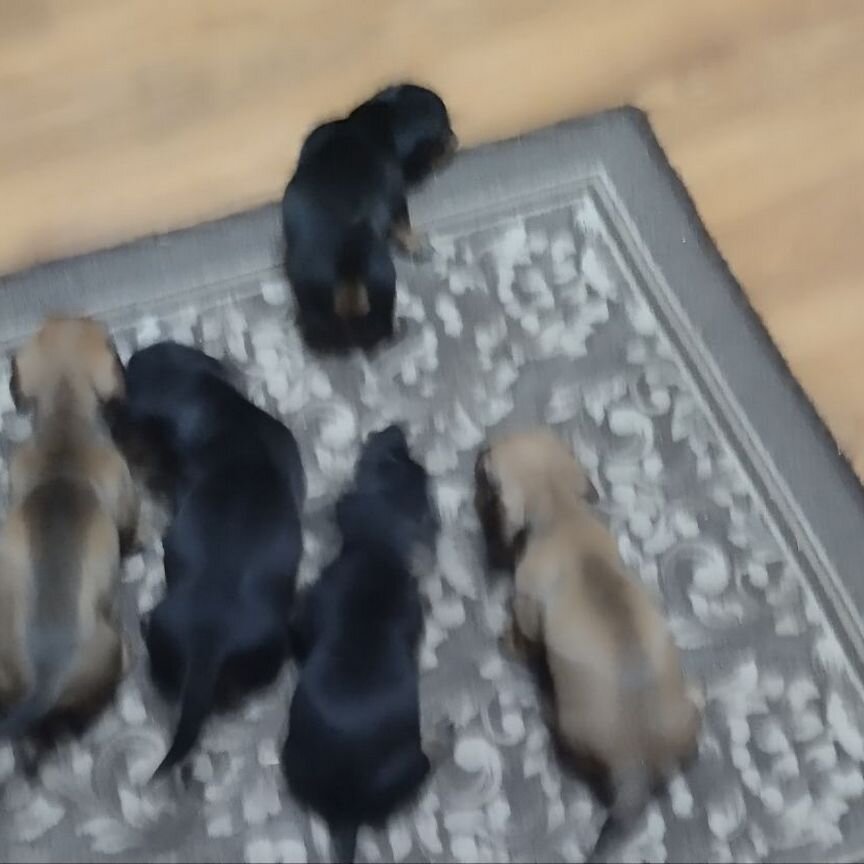 Кроличья такса