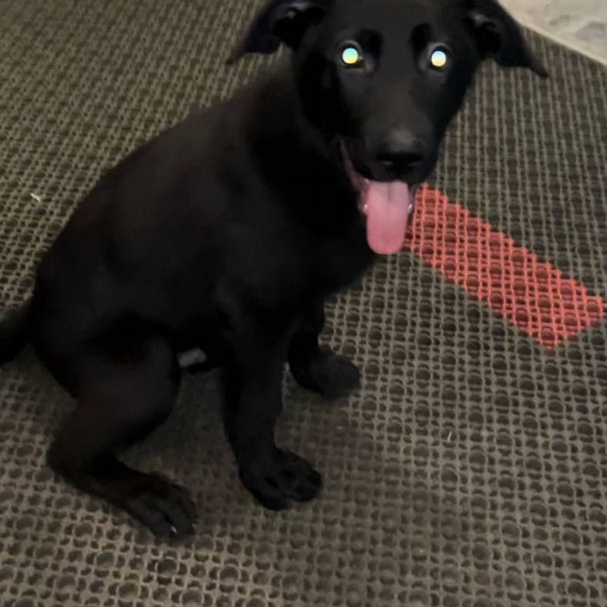 Собака в добрые руки