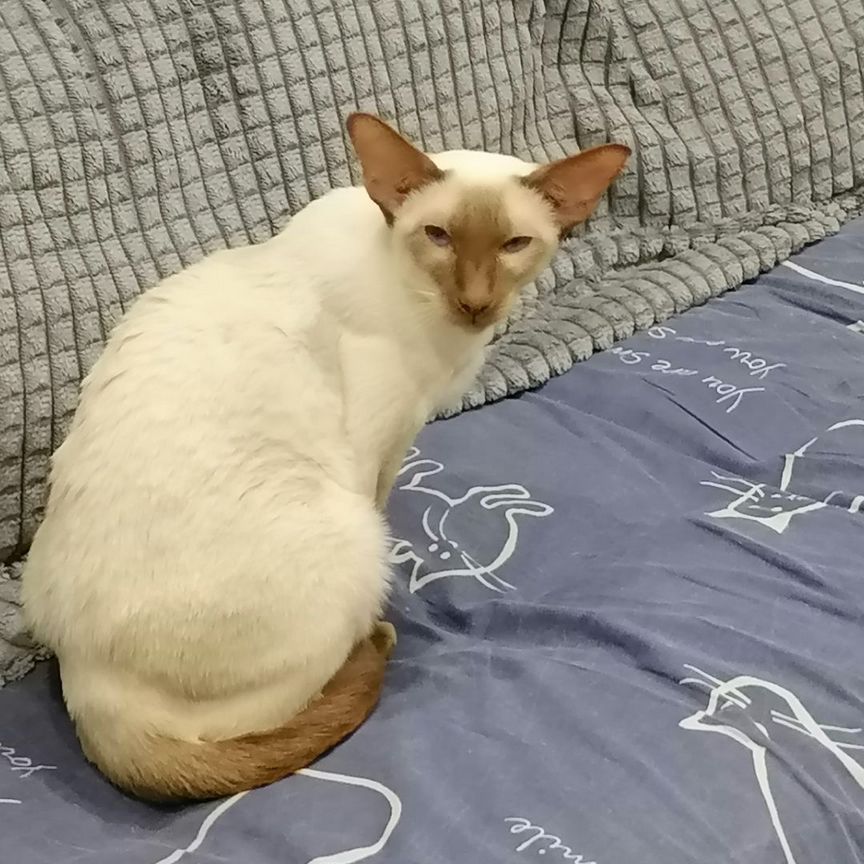 Кошка чистопородная ориентальная в добрые руки