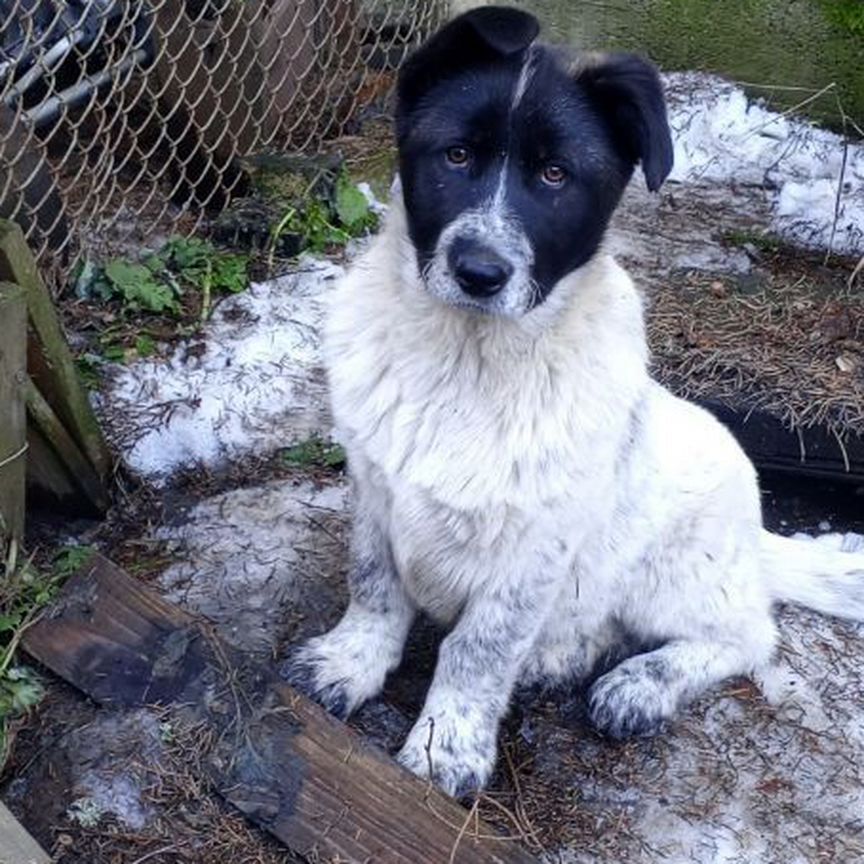 Щенок в добрые руки