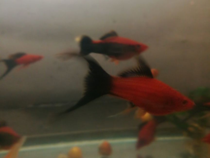 Рыбки аквариумные живородки