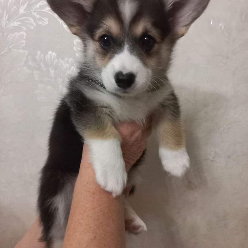 Вельш Корги Пемброк, щенок