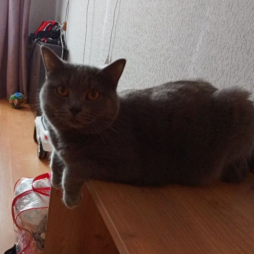 Британская длинношёрстная, взрослая кошка