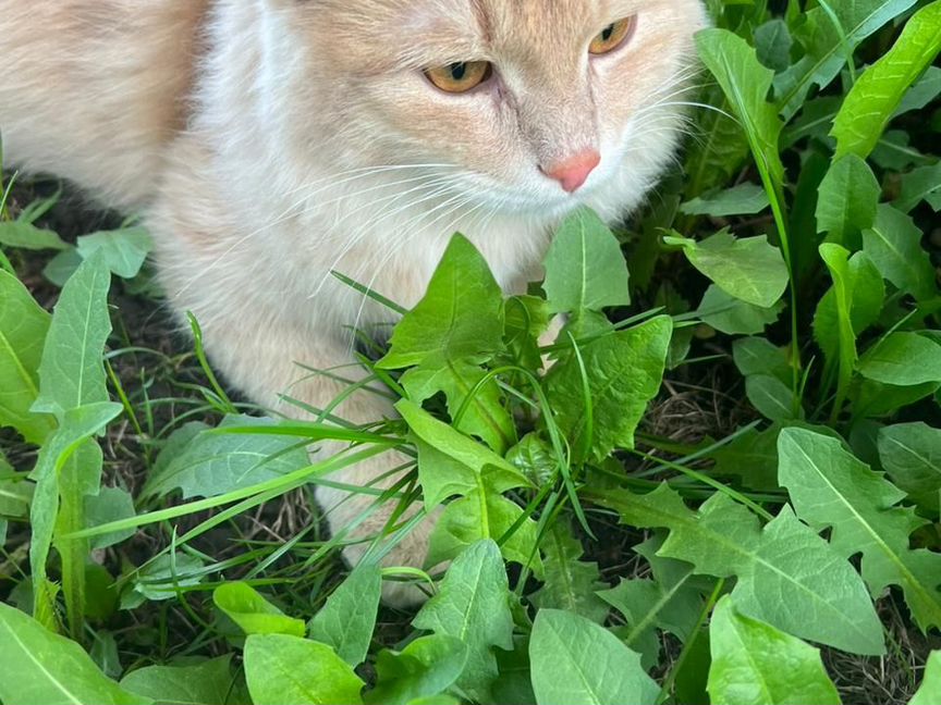 Котик в добрые руки