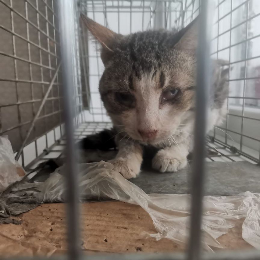 Умирает котик, просят о помощи, нужен куратор