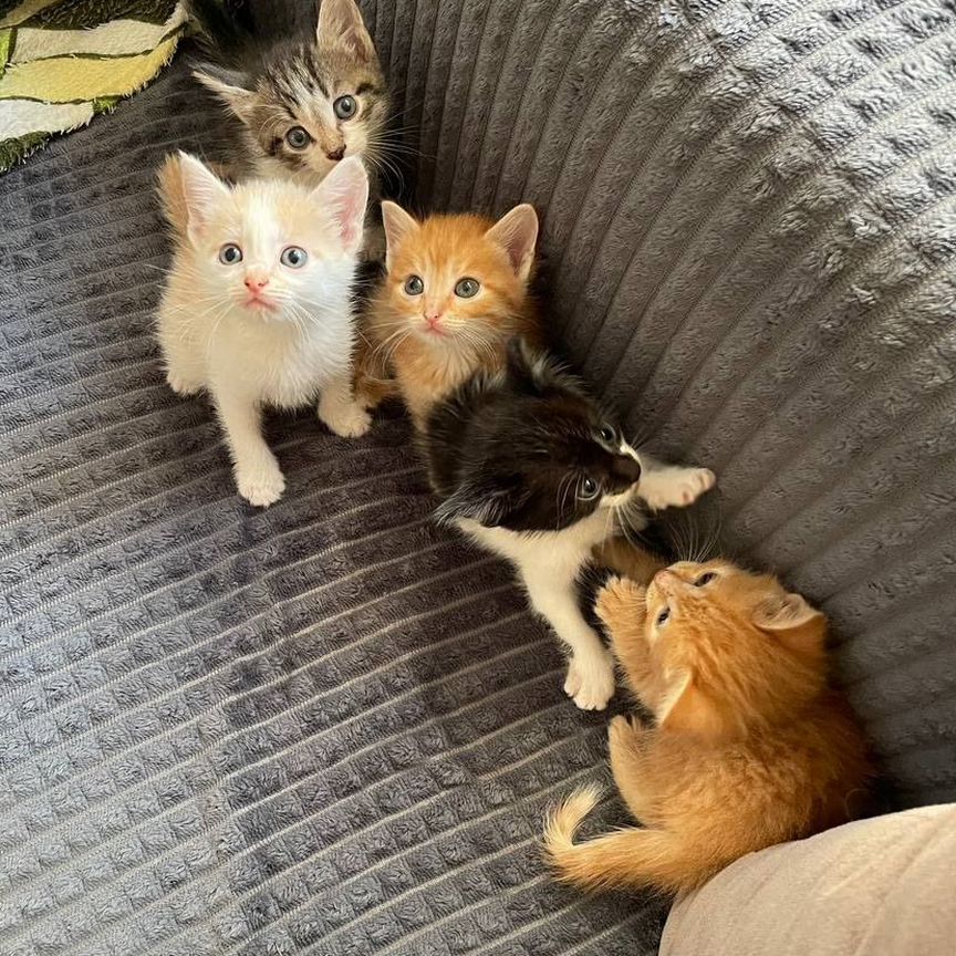 Отдам котят в добрые руки