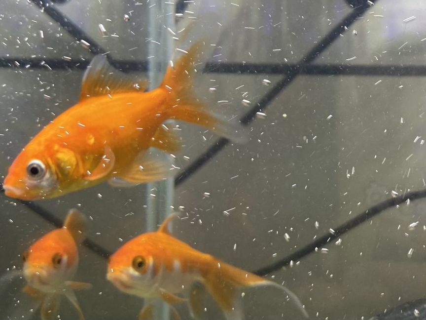 Золотые рыбки (2 самца)