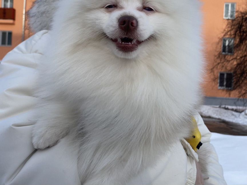 Шпиц вязка мальчик