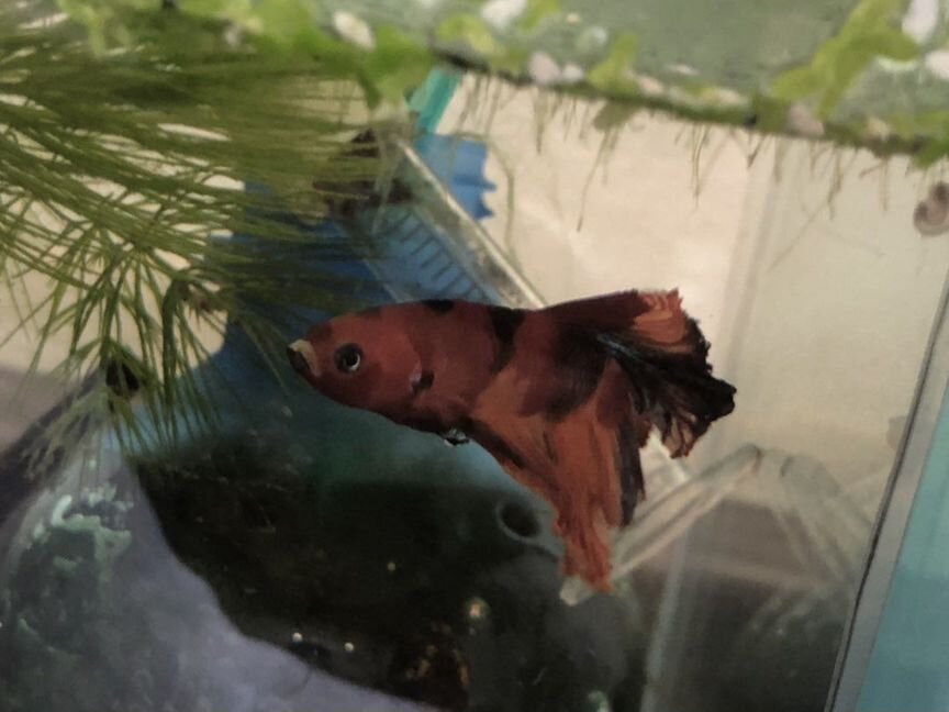 Рыбка петушок