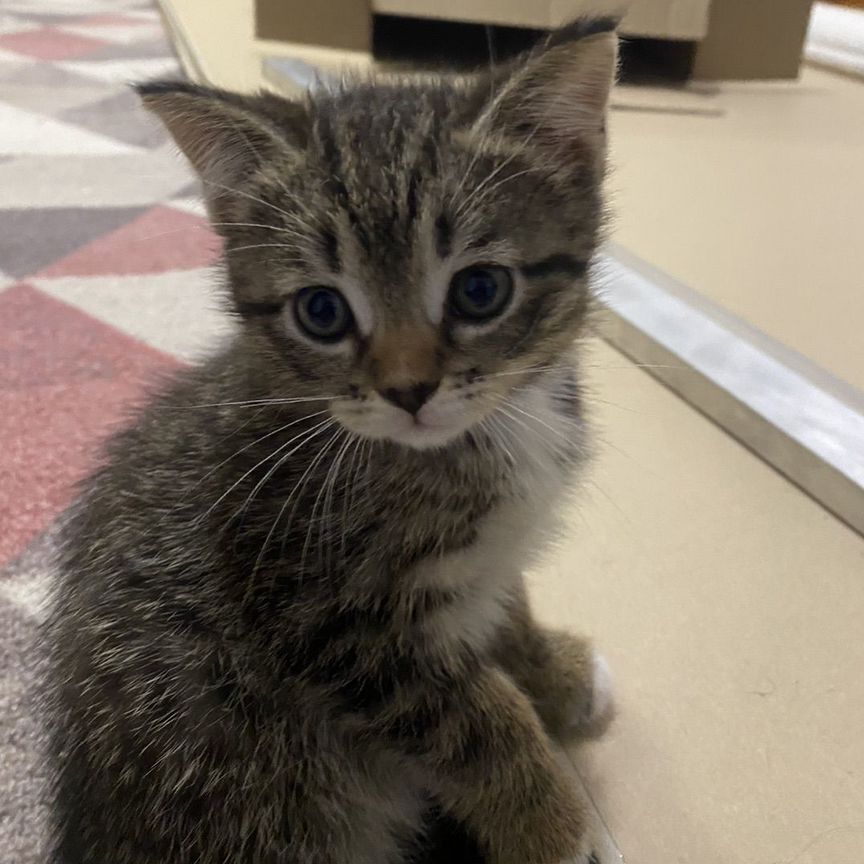 Шотландские котята помесь