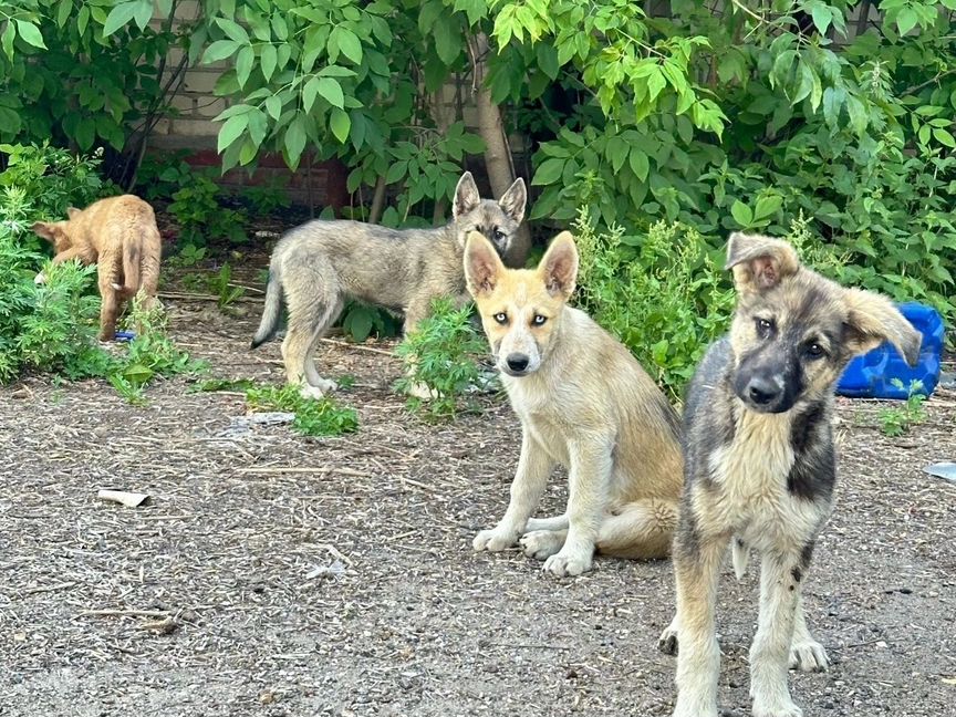 Щенки ищут дом