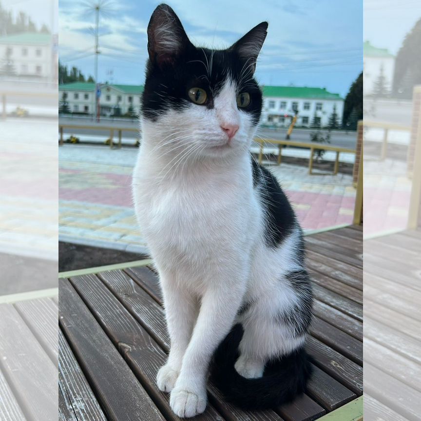 Отдам кота в добрые руки бесплатно